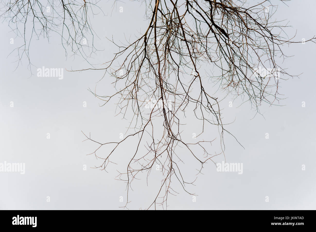 brunch of tree in dry season, background is blue sky Stock Photo - Alamy