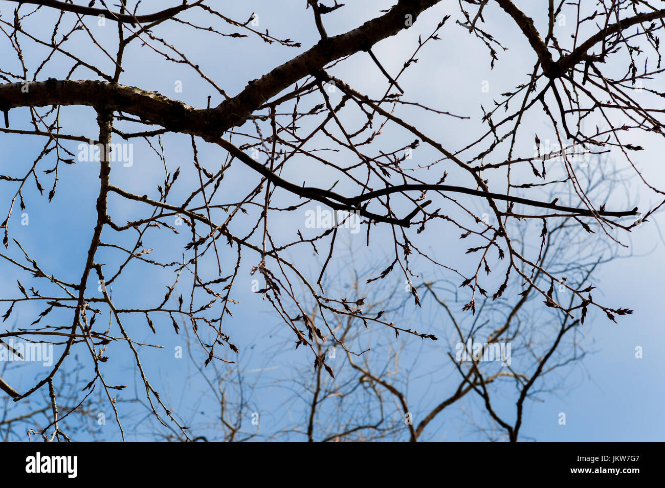 brunch of tree in dry season, background is blue sky Stock Photo - Alamy