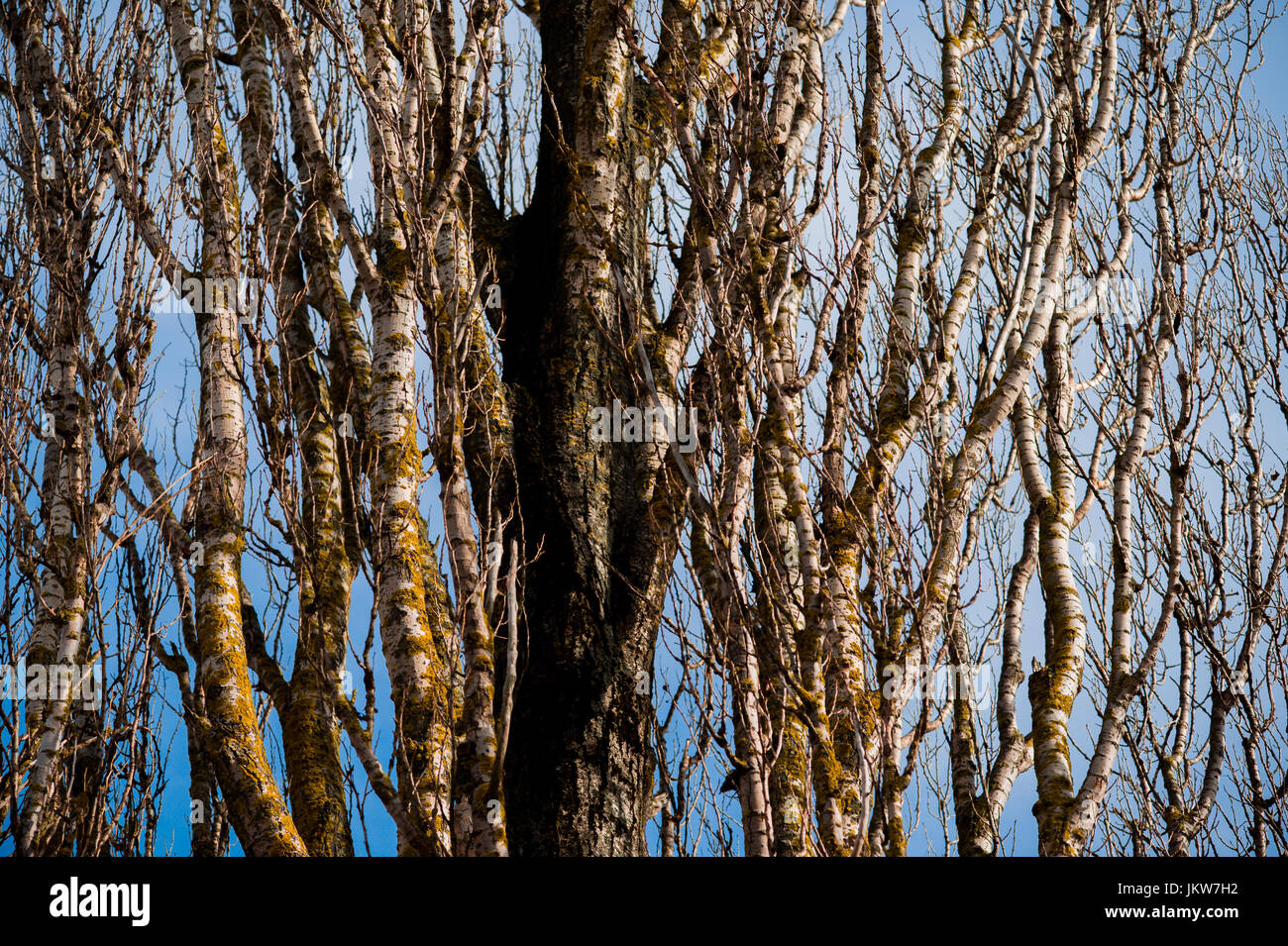 brunch of tree in dry season, background is blue sky Stock Photo - Alamy