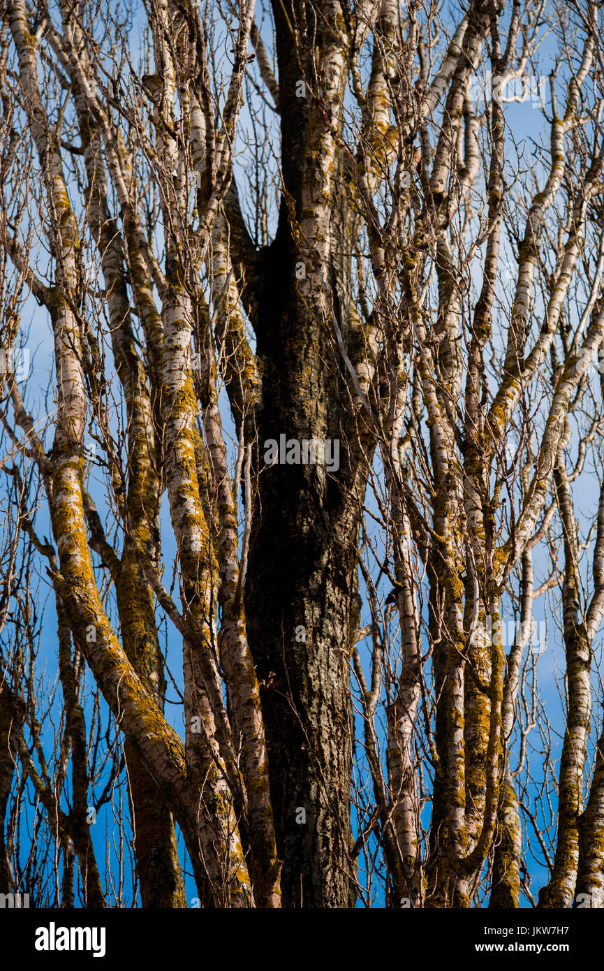 brunch of tree in dry season, background is blue sky Stock Photo - Alamy