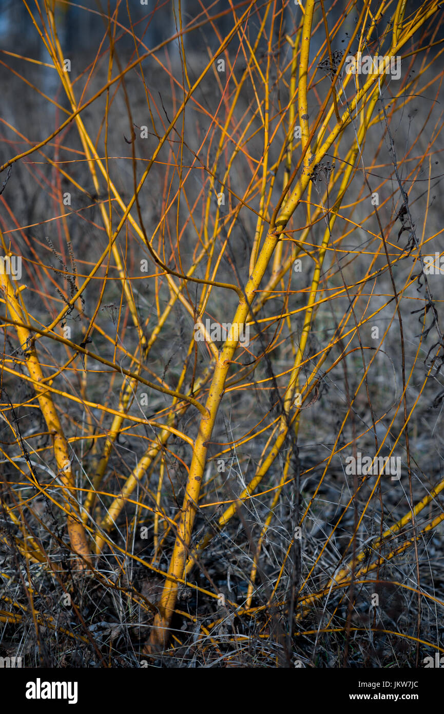 brunch of tree in dry season, background is blue sky Stock Photo - Alamy