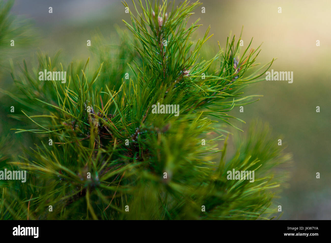 brunch of tree in dry season, background is blue sky Stock Photo - Alamy
