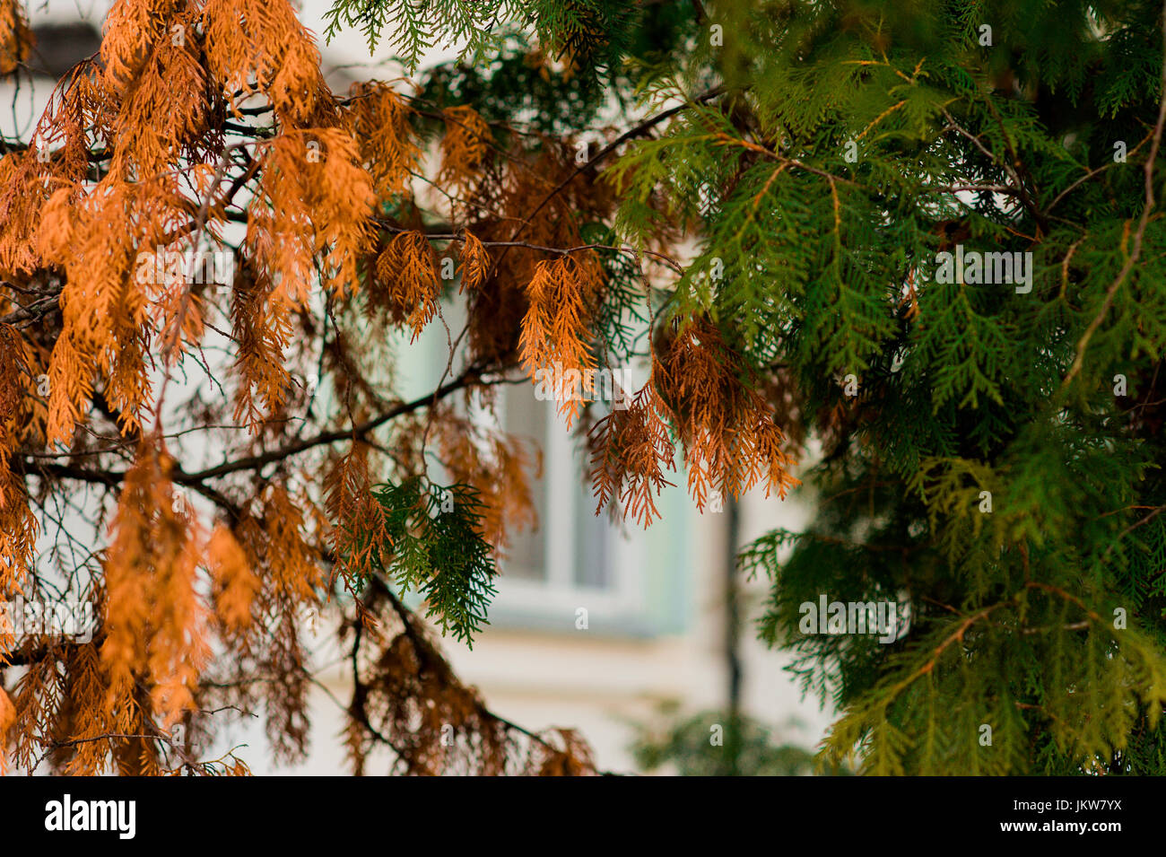 brunch of tree in dry season, background is blue sky Stock Photo - Alamy