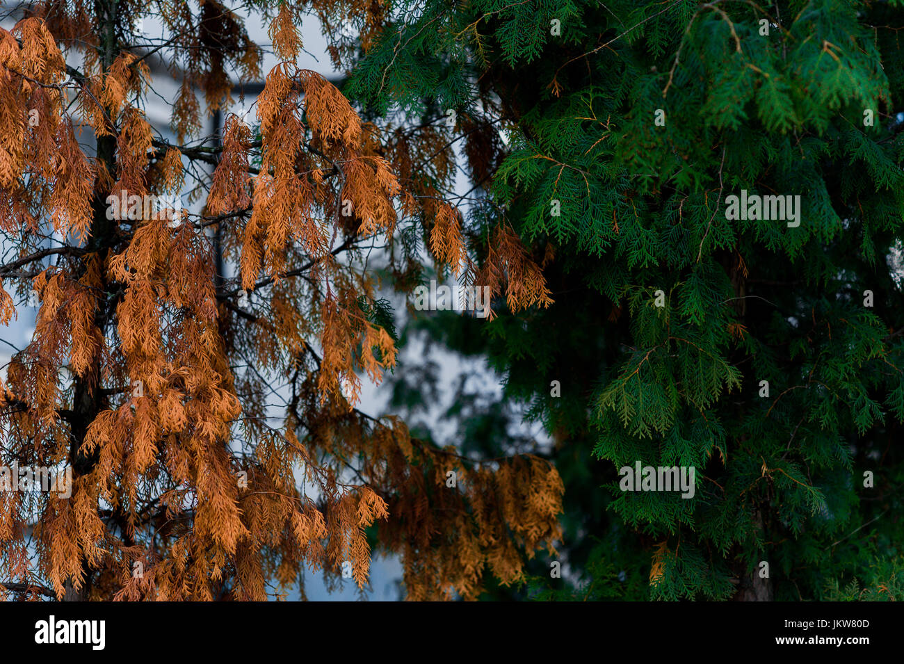 brunch of tree in dry season, background is blue sky Stock Photo - Alamy