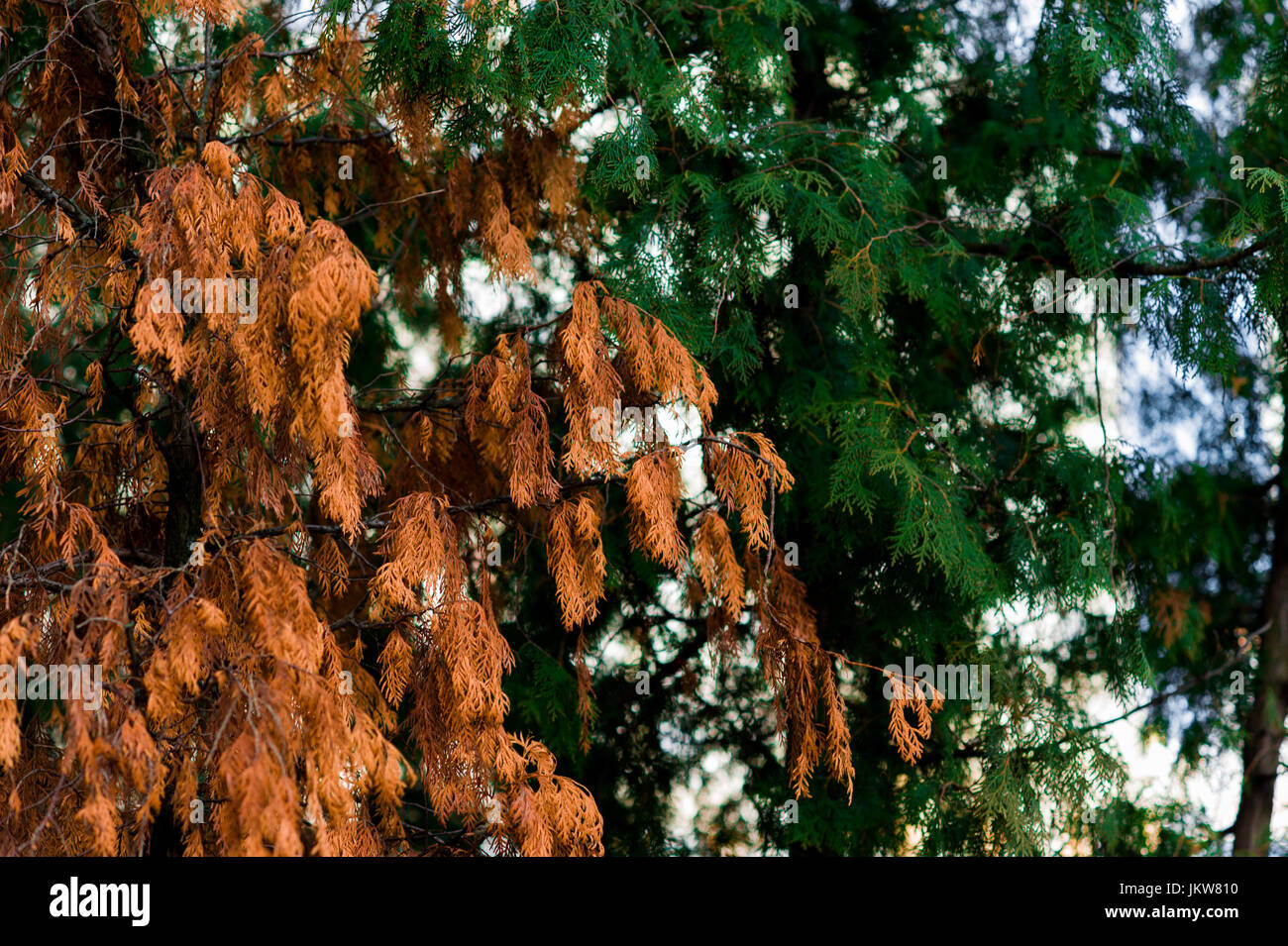 brunch of tree in dry season, background is blue sky Stock Photo - Alamy