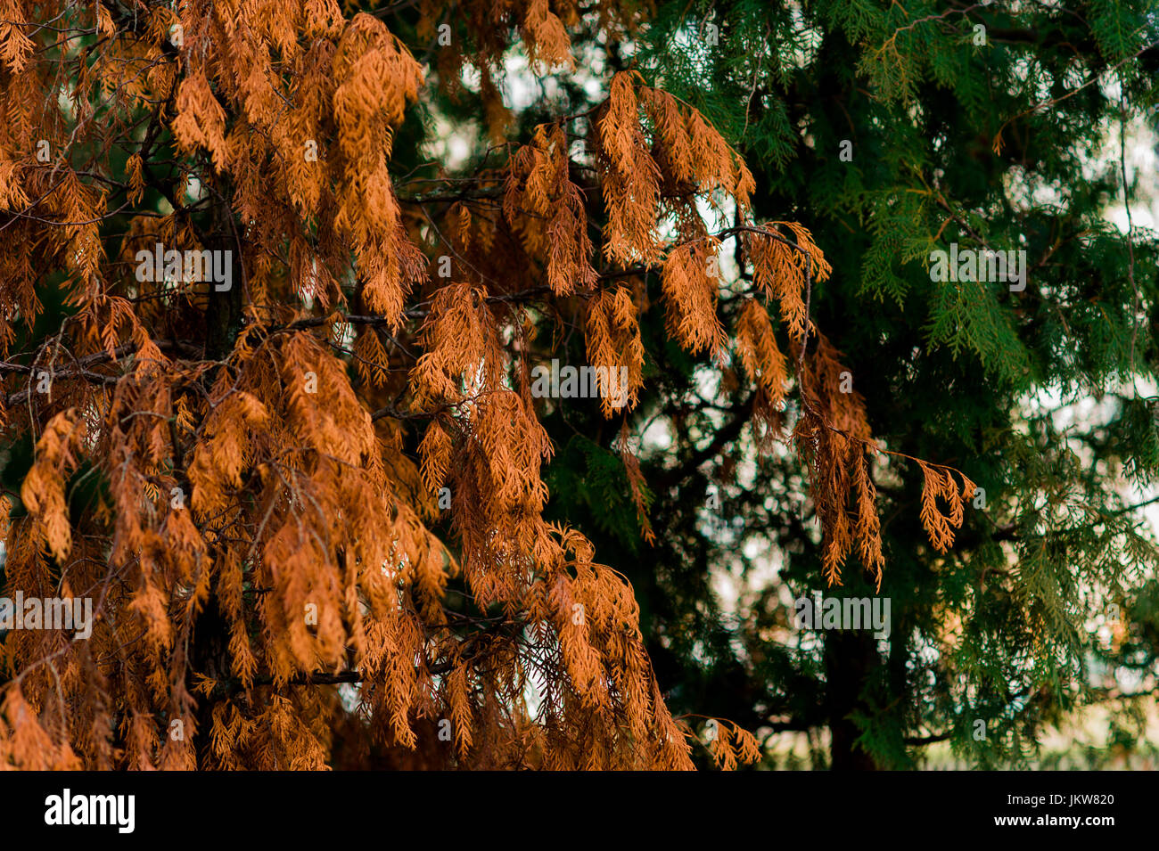 brunch of tree in dry season, background is blue sky Stock Photo - Alamy