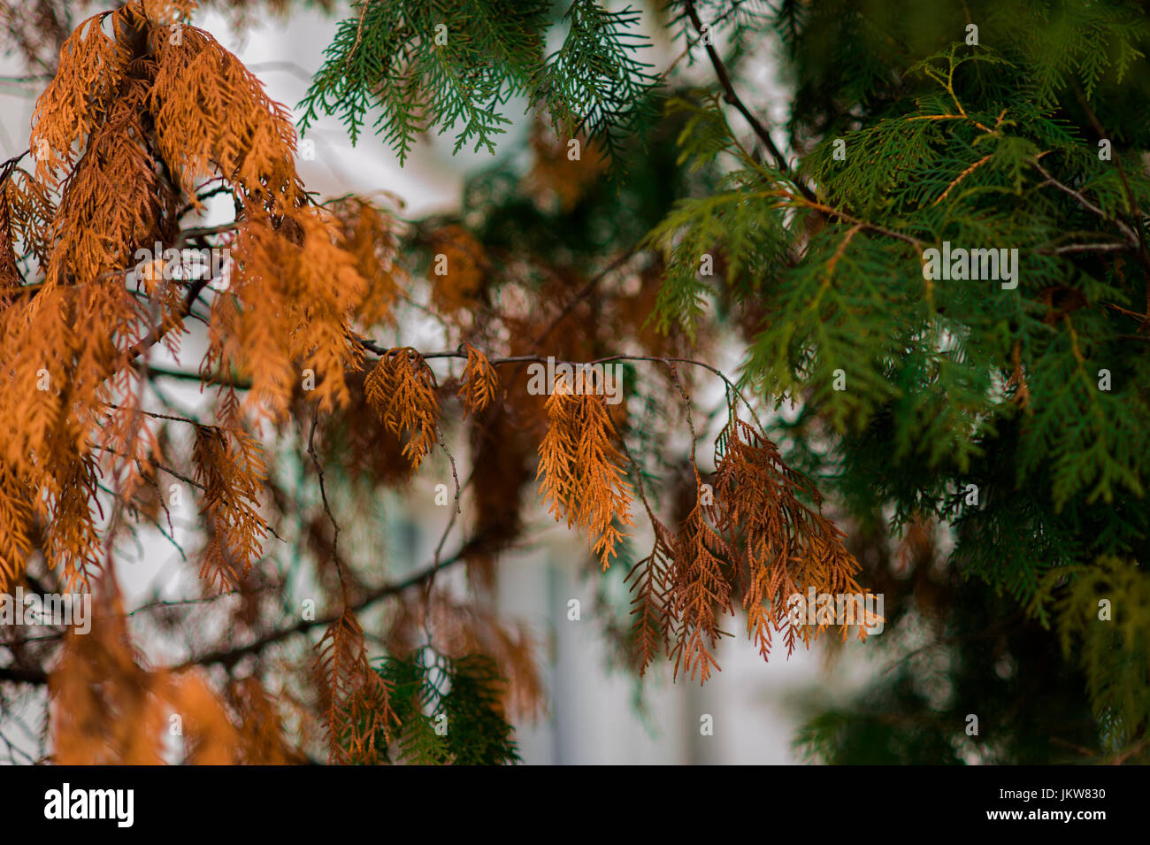brunch of tree in dry season, background is blue sky Stock Photo - Alamy
