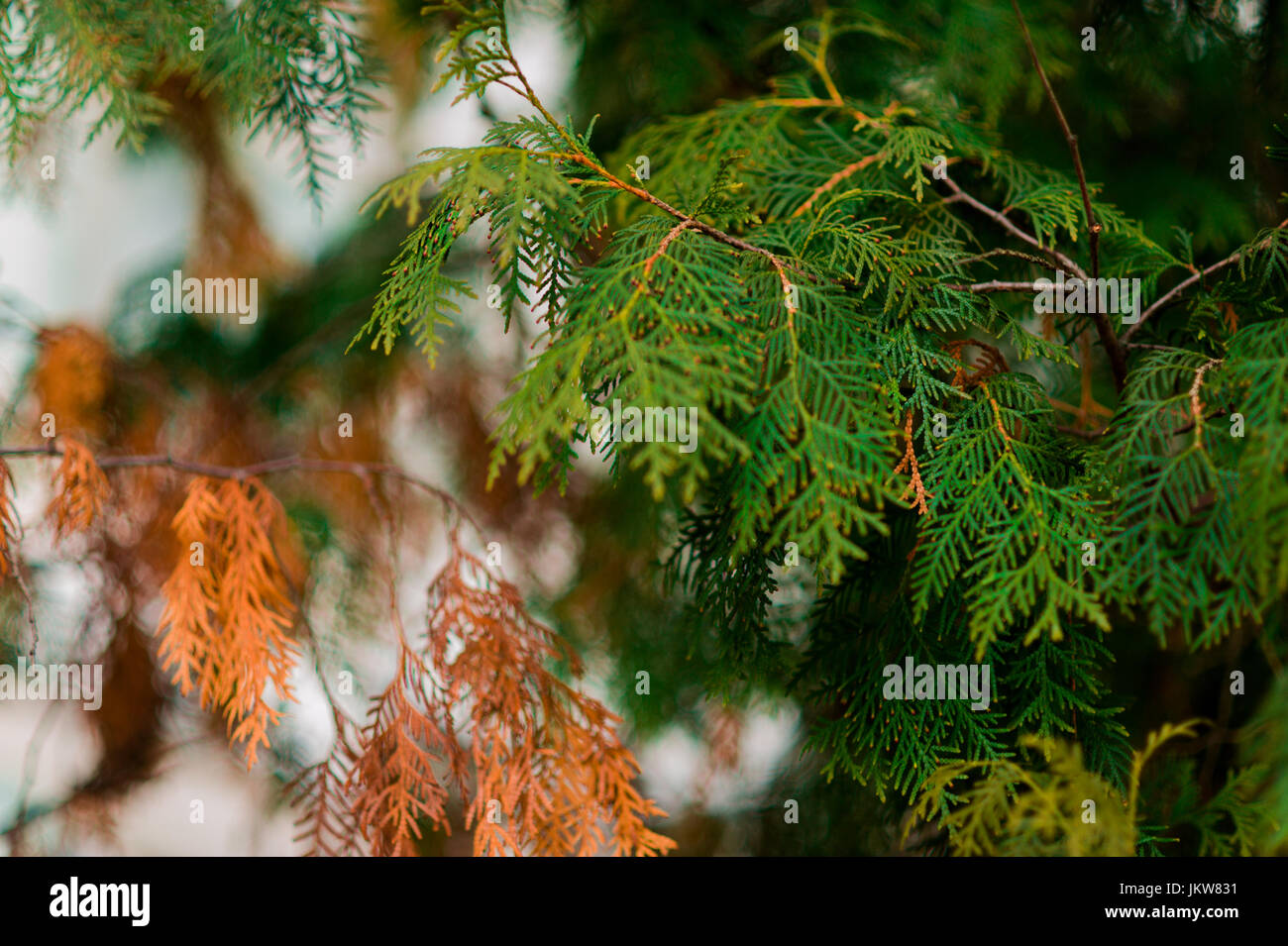 brunch of tree in dry season, background is blue sky Stock Photo - Alamy