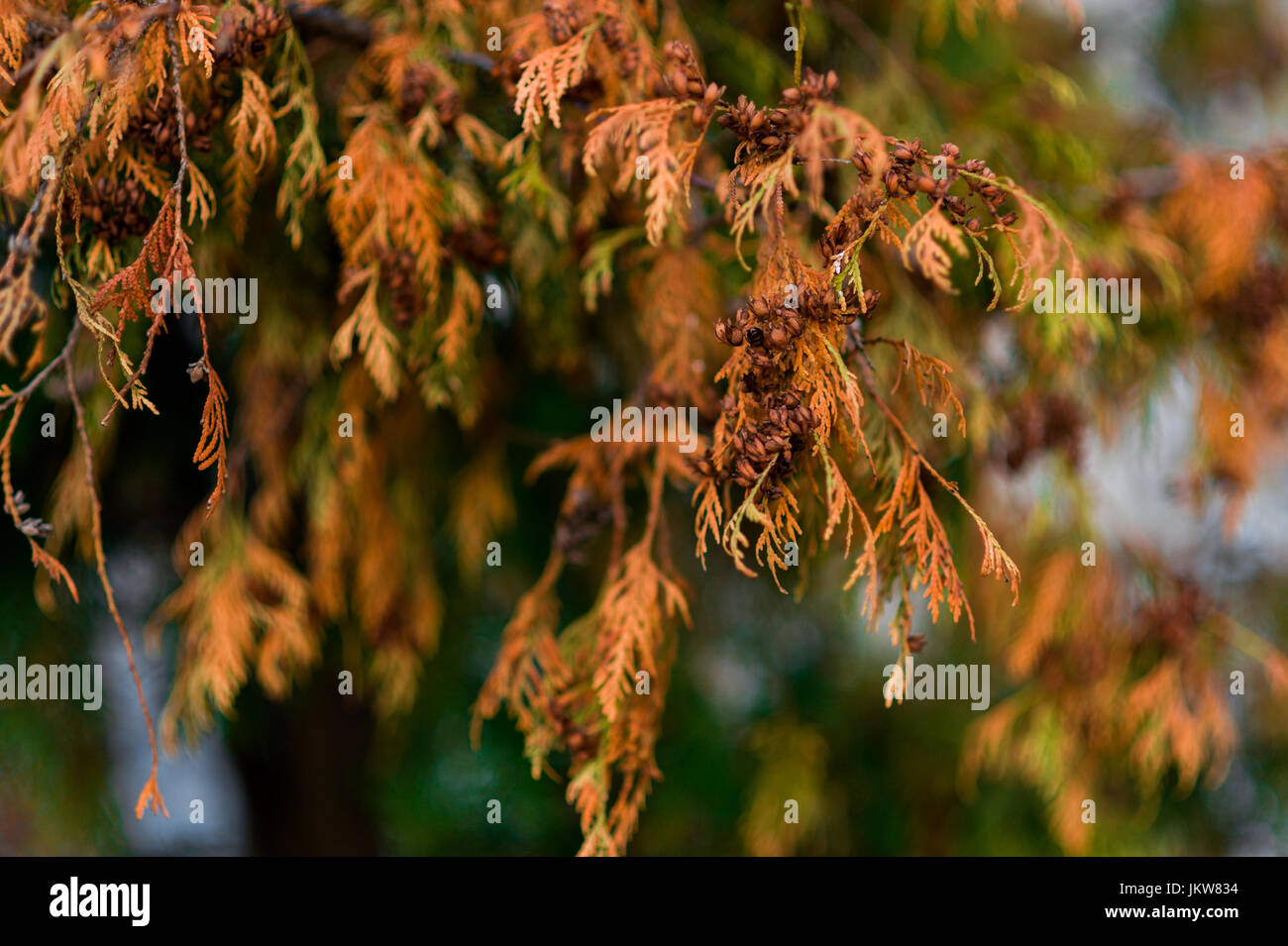 brunch of tree in dry season, background is blue sky Stock Photo - Alamy
