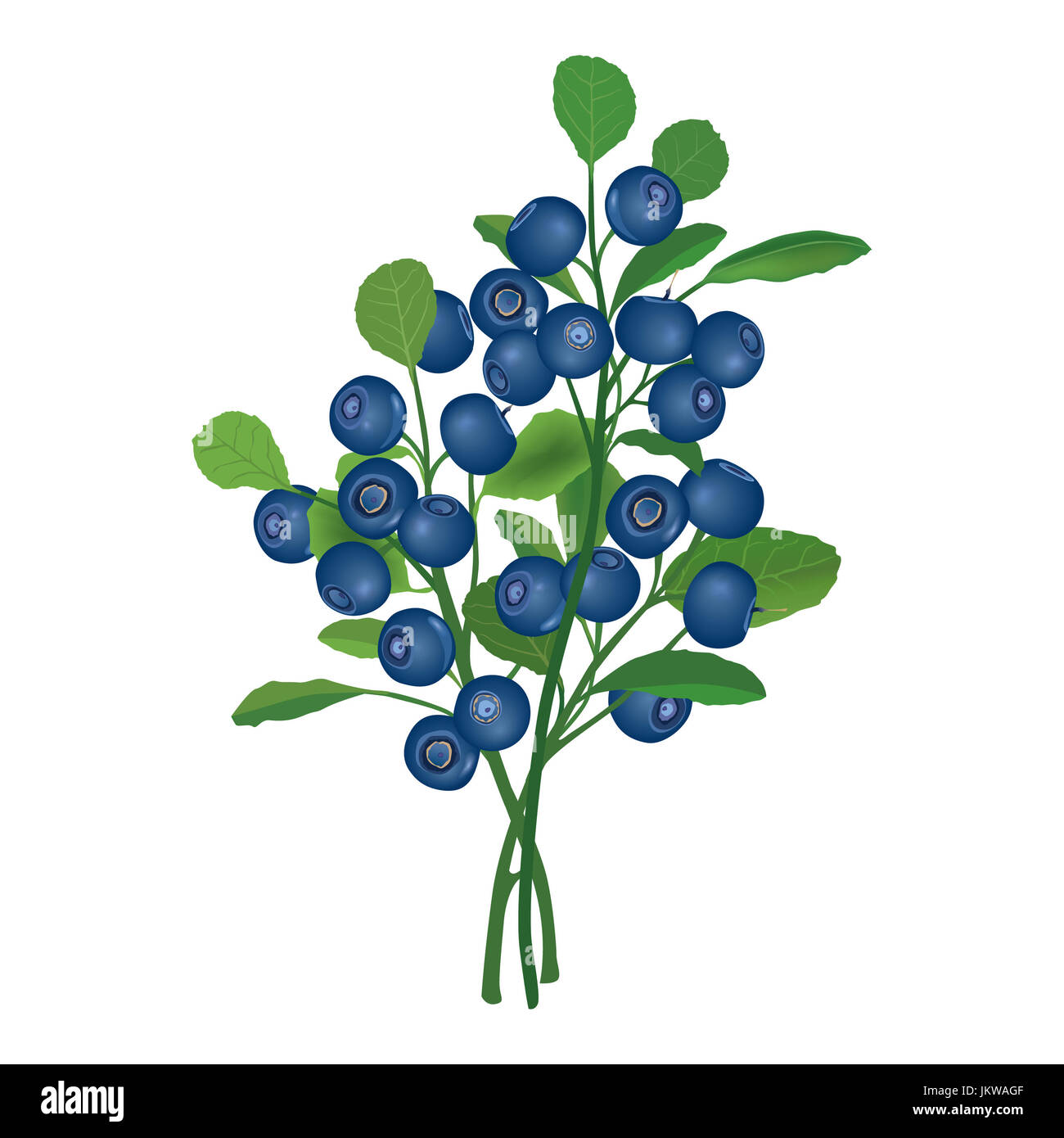 Cartoon Blueberry Bush