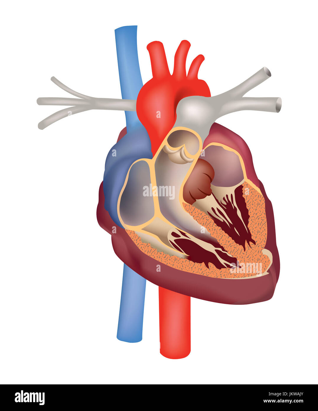 Human heart cross section hi-res stock photography and images - Alamy
