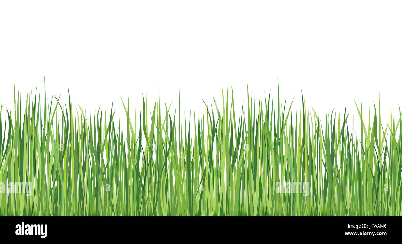 Grass seamless border Summer outdoor background Nature skyline Stock ...