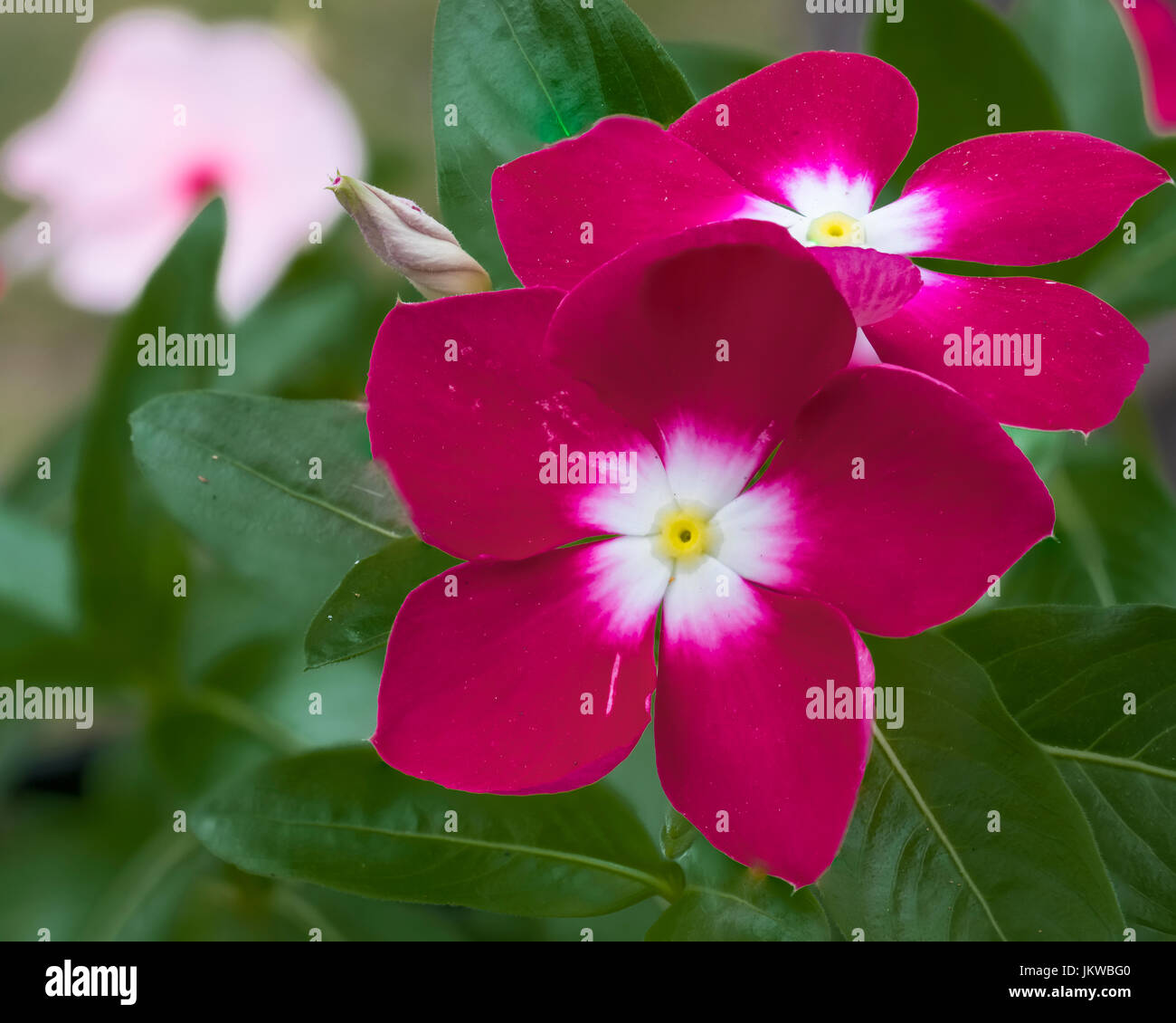 Deep red blooms hi-res stock photography and images - Alamy