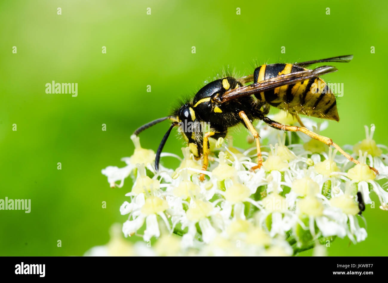 Wasp fish hi-res stock photography and images - Alamy