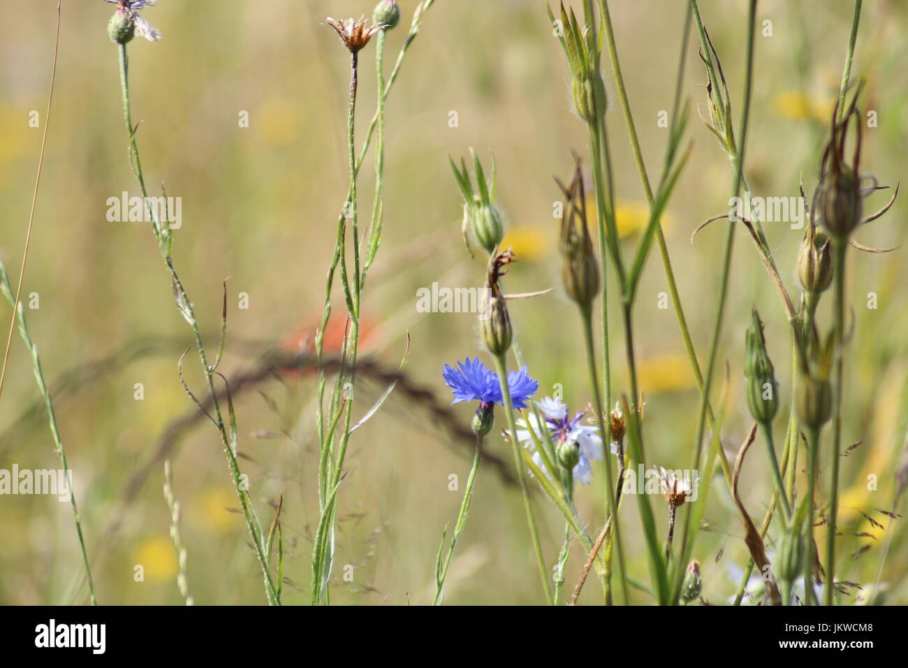 Simple meadow wild flowers hi-res stock photography and images - Alamy
