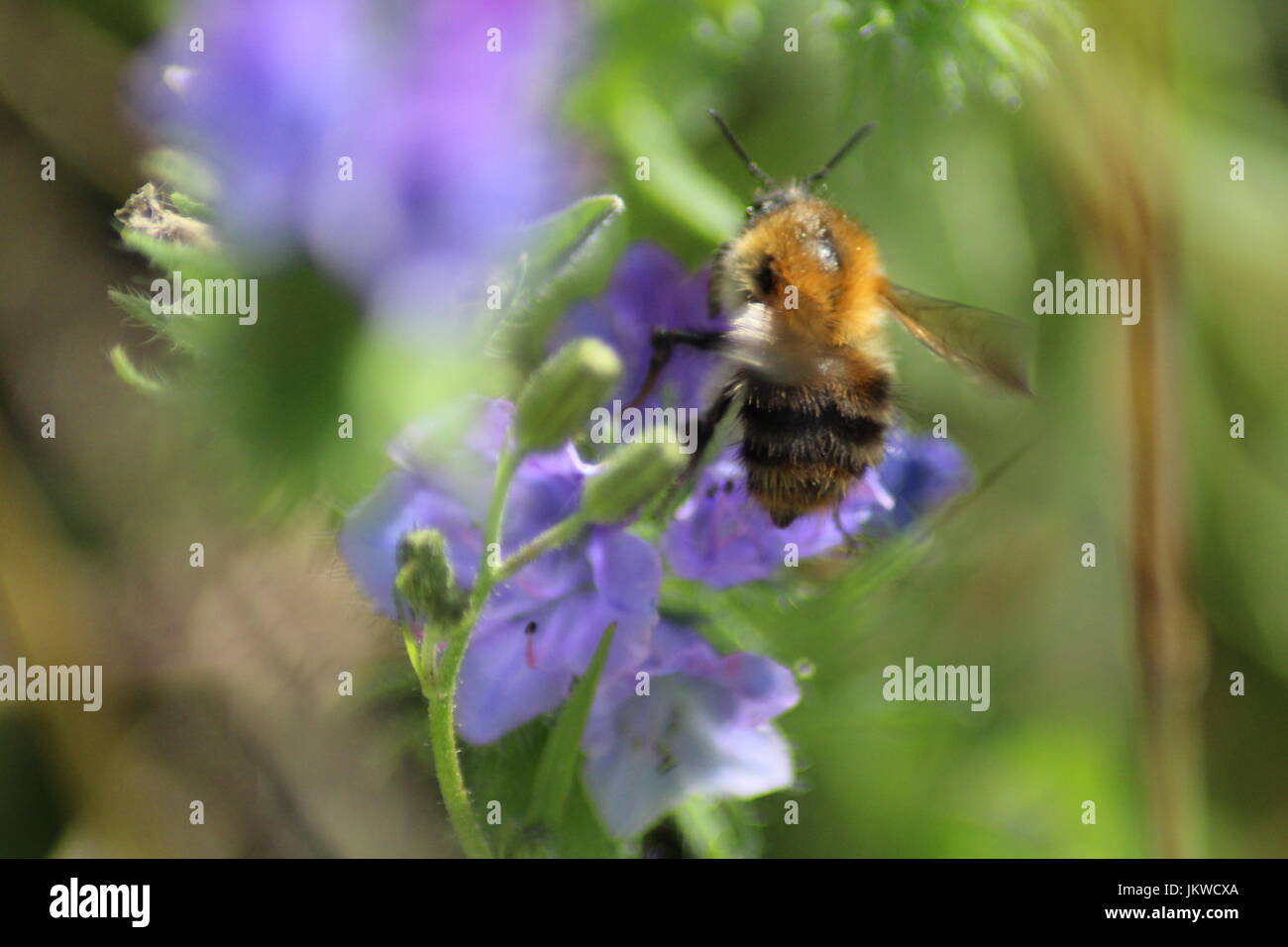 Bumble bee take off Stock Photo - Alamy