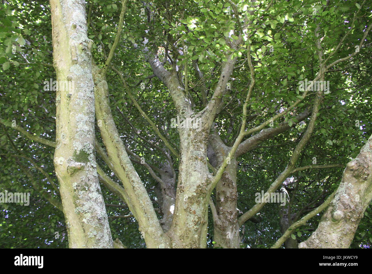 Branches of the tree hi-res stock photography and images - Alamy