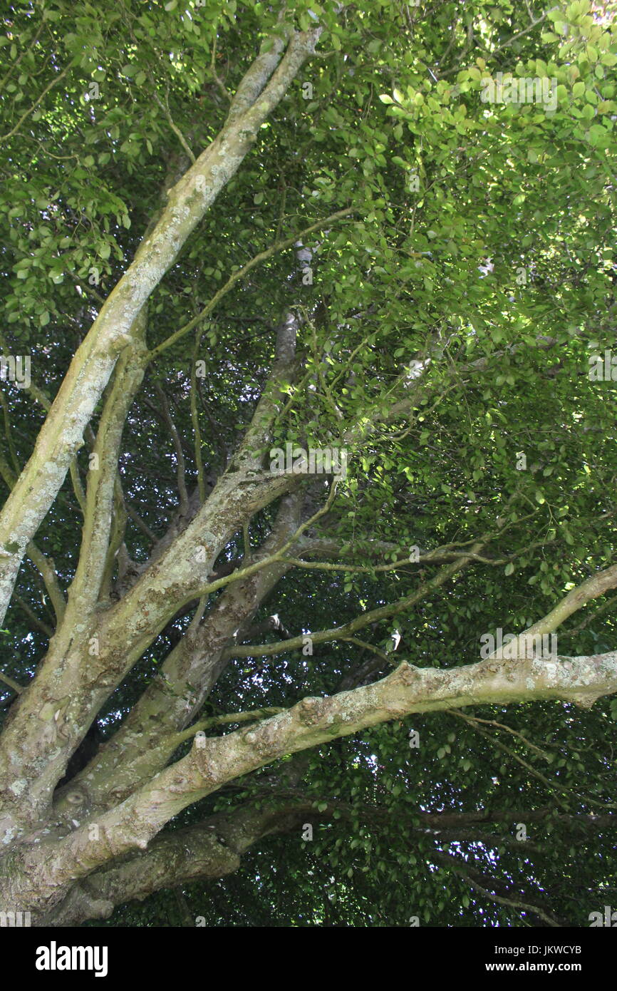 Tree from underneath Stock Photo - Alamy