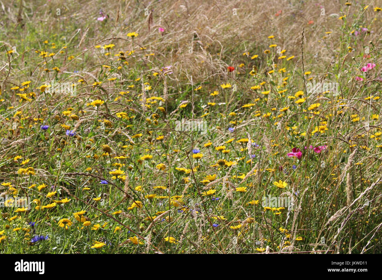 Wildflower meadow hi-res stock photography and images - Alamy