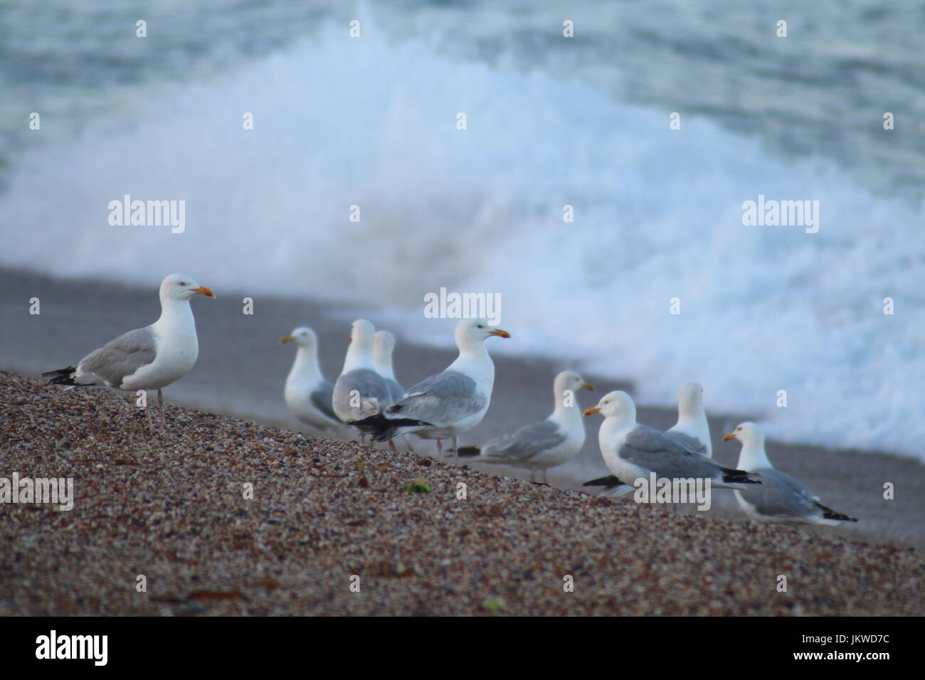 Seagulls on beach Stock Photo - Alamy