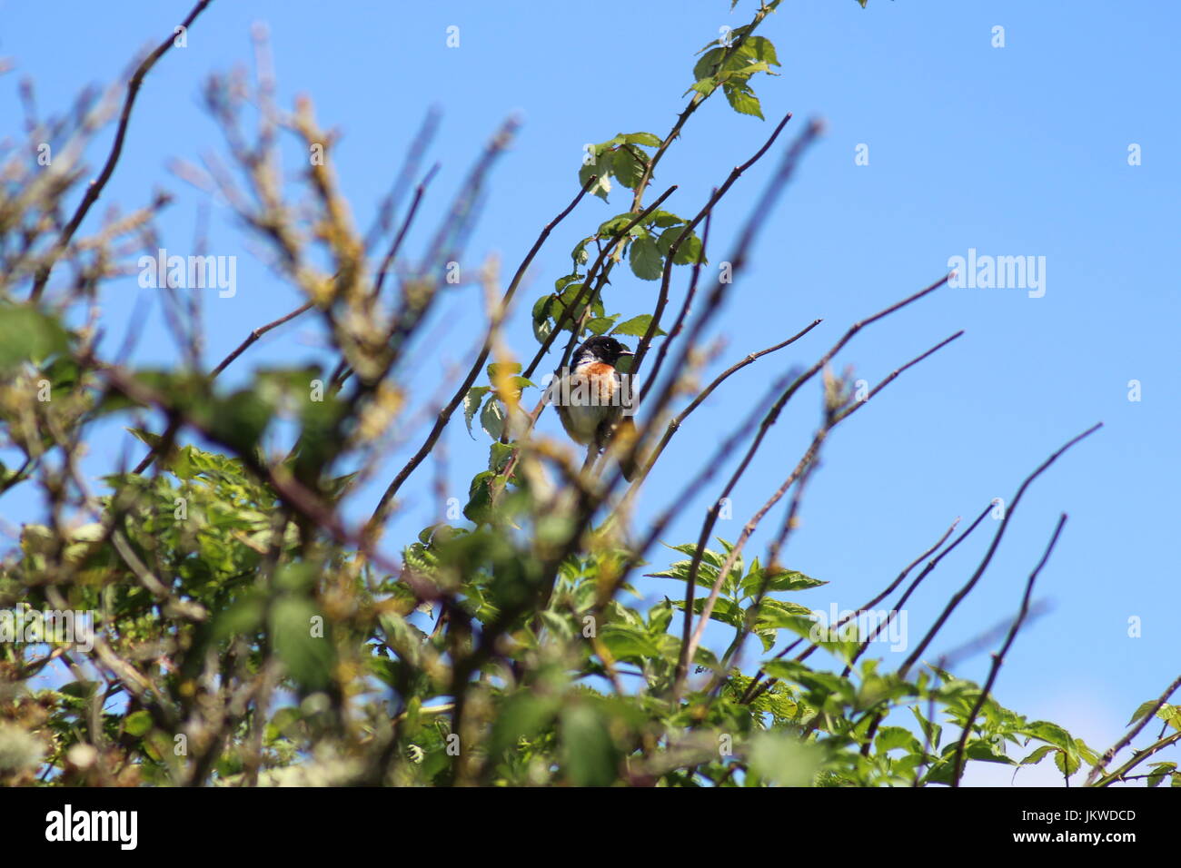 Stonechat in tree Stock Photo - Alamy