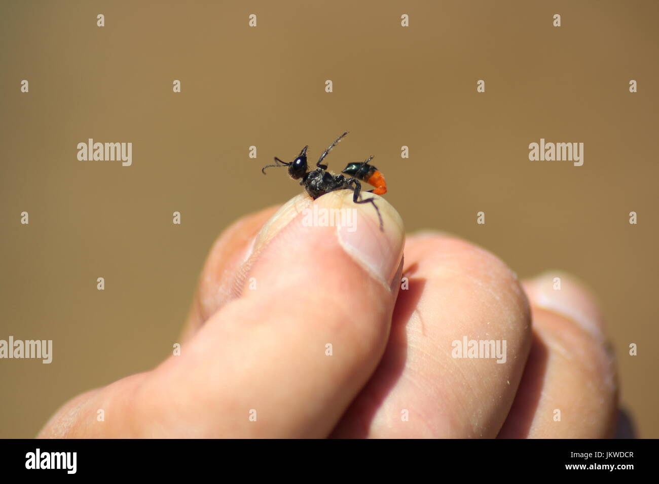 Wasp, wasp in hand, British wasp, Wasp uk Stock Photo - Alamy