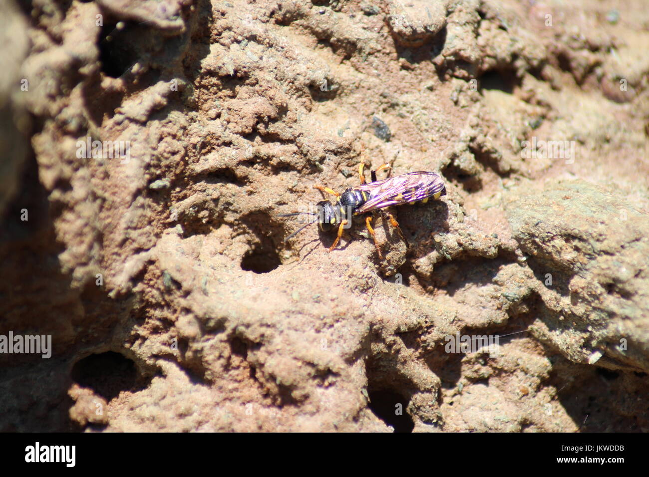 British wasp hi-res stock photography and images - Alamy