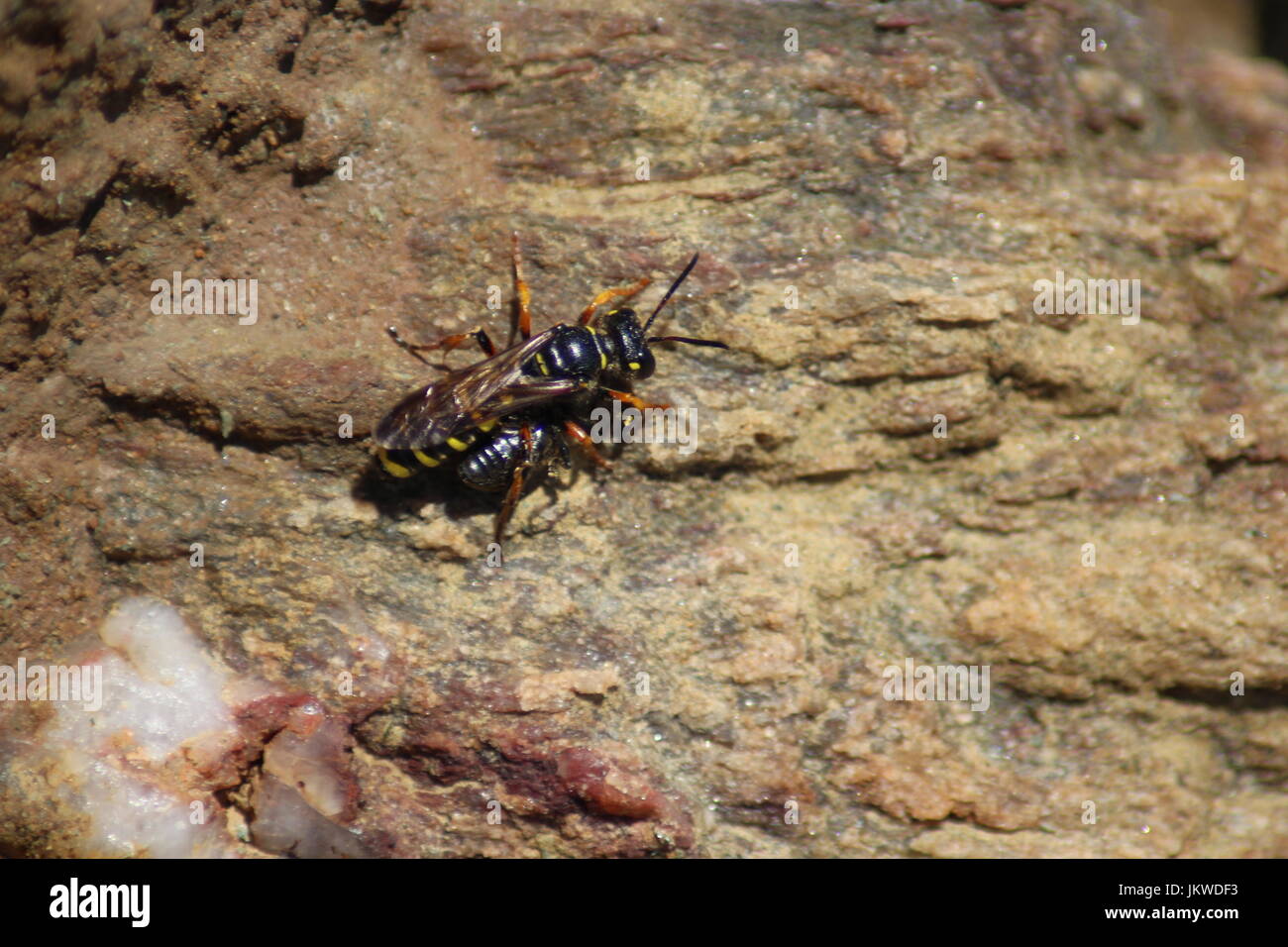 Wasp eating another insect hi-res stock photography and images - Alamy