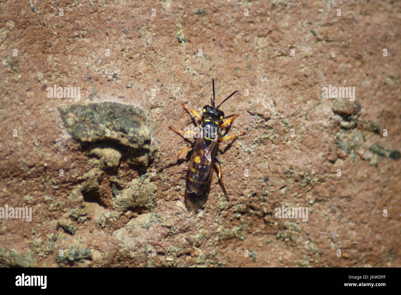 British wasp hi-res stock photography and images - Alamy