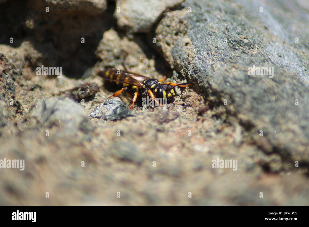 British wasp hi-res stock photography and images - Alamy