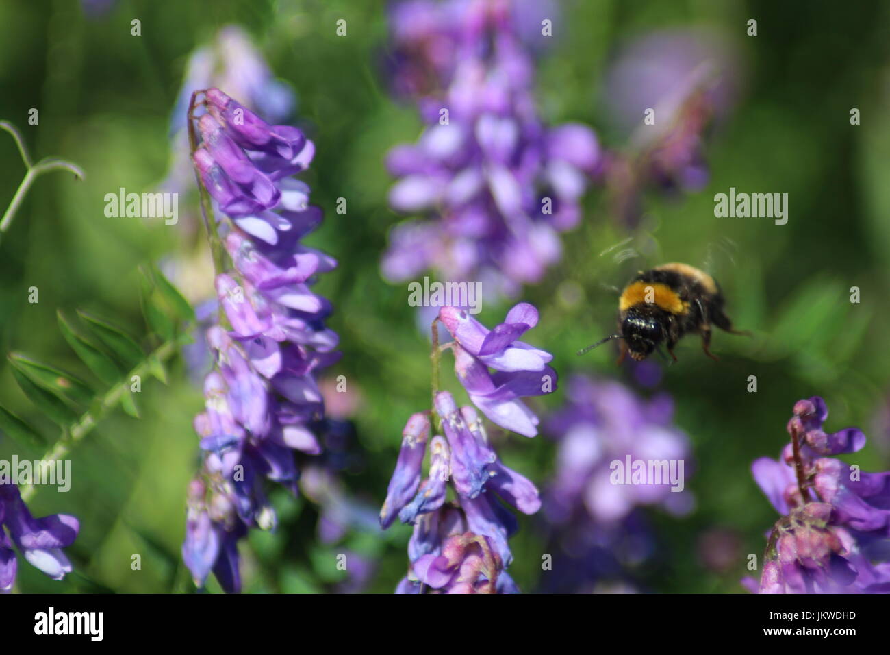 Bumble bee in flight hovering hi-res stock photography and images - Alamy