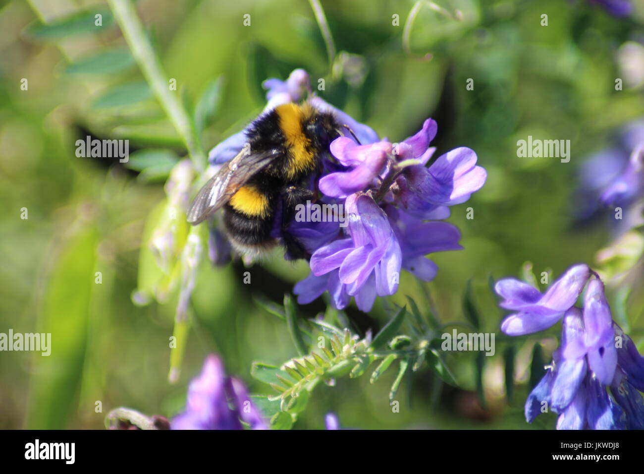Bumblebee on flower Stock Photo - Alamy