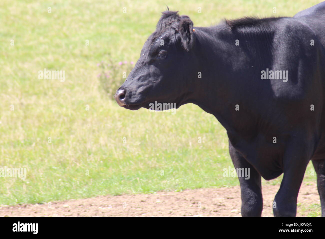 Dairy Cow Side View Stock Photos & Dairy Cow Side View Stock Images - Alamy