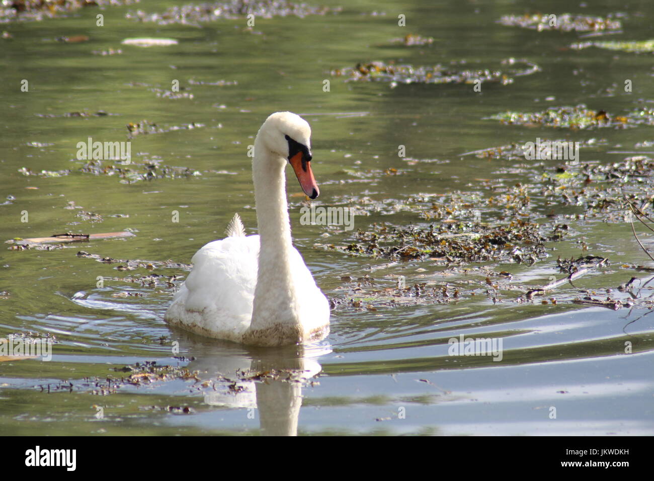 Swan on water Stock Photo - Alamy