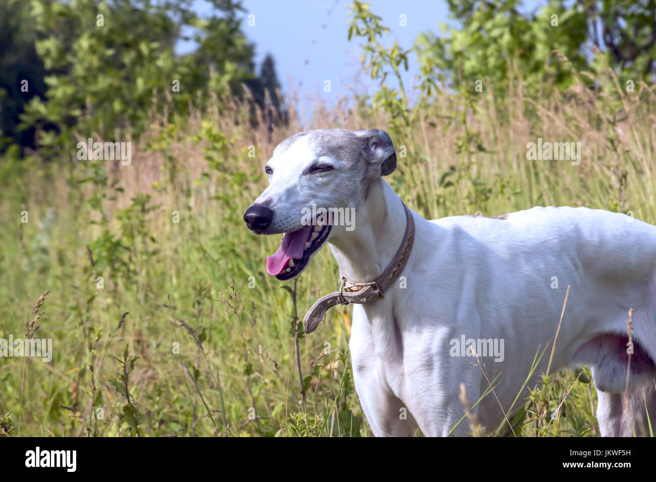 Dog english greyhound adult standard hi-res stock photography and ...