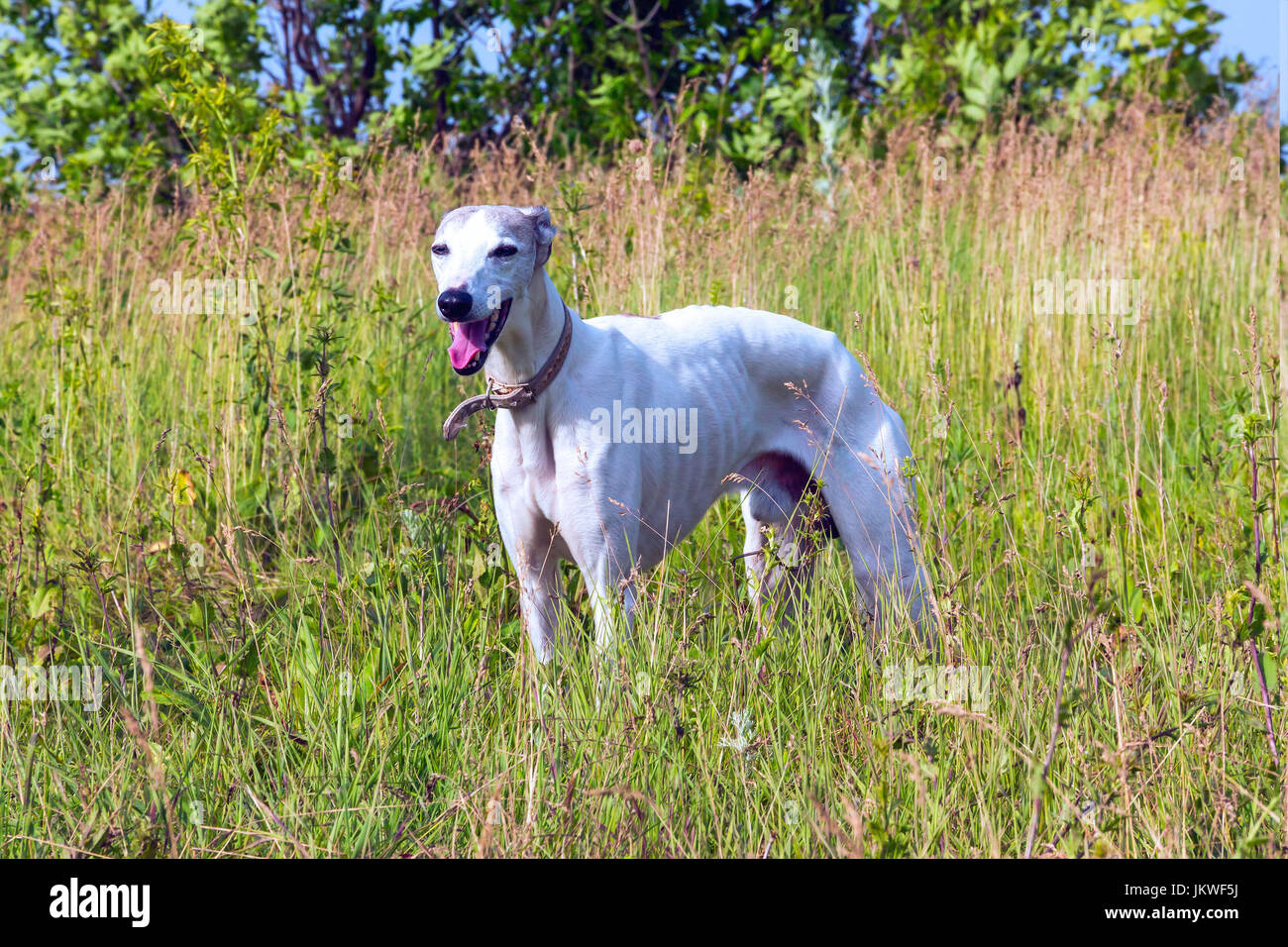 Dog english greyhound adult standard hi-res stock photography and ...