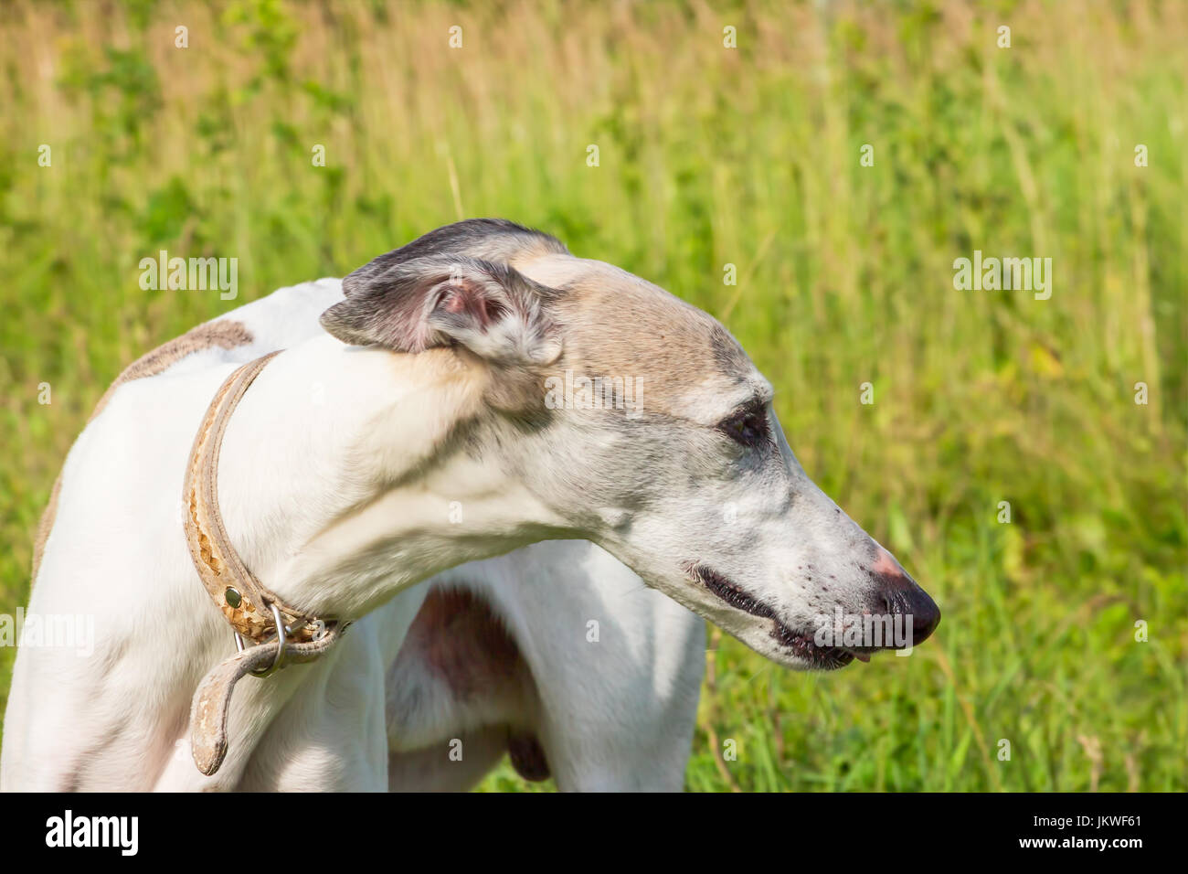 Portrait English greyhound Stock Photo - Alamy