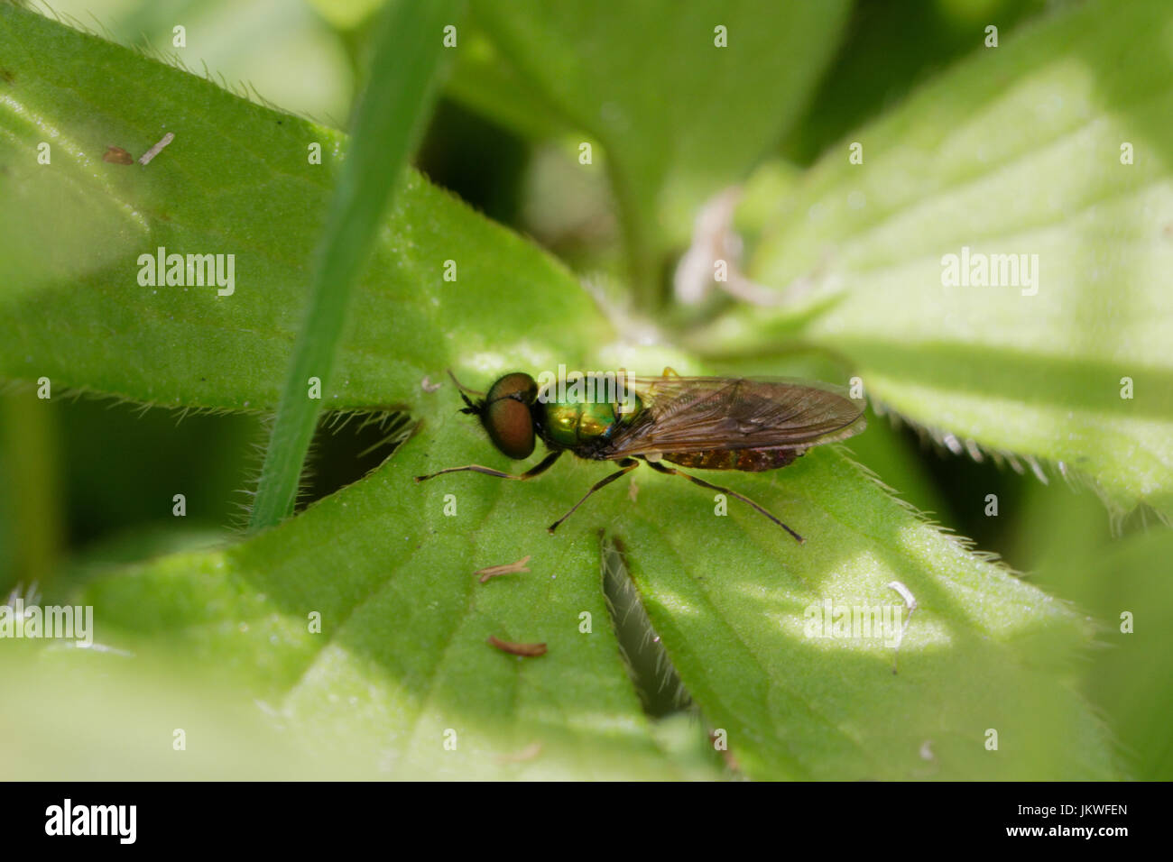 A little green fly Stock Photo - Alamy