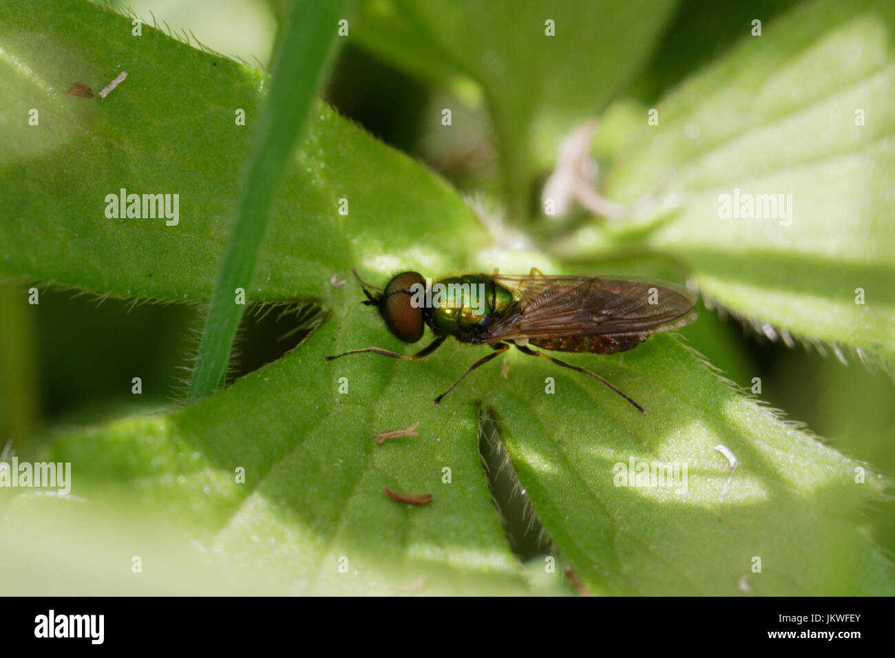 Green fly hi-res stock photography and images - Alamy