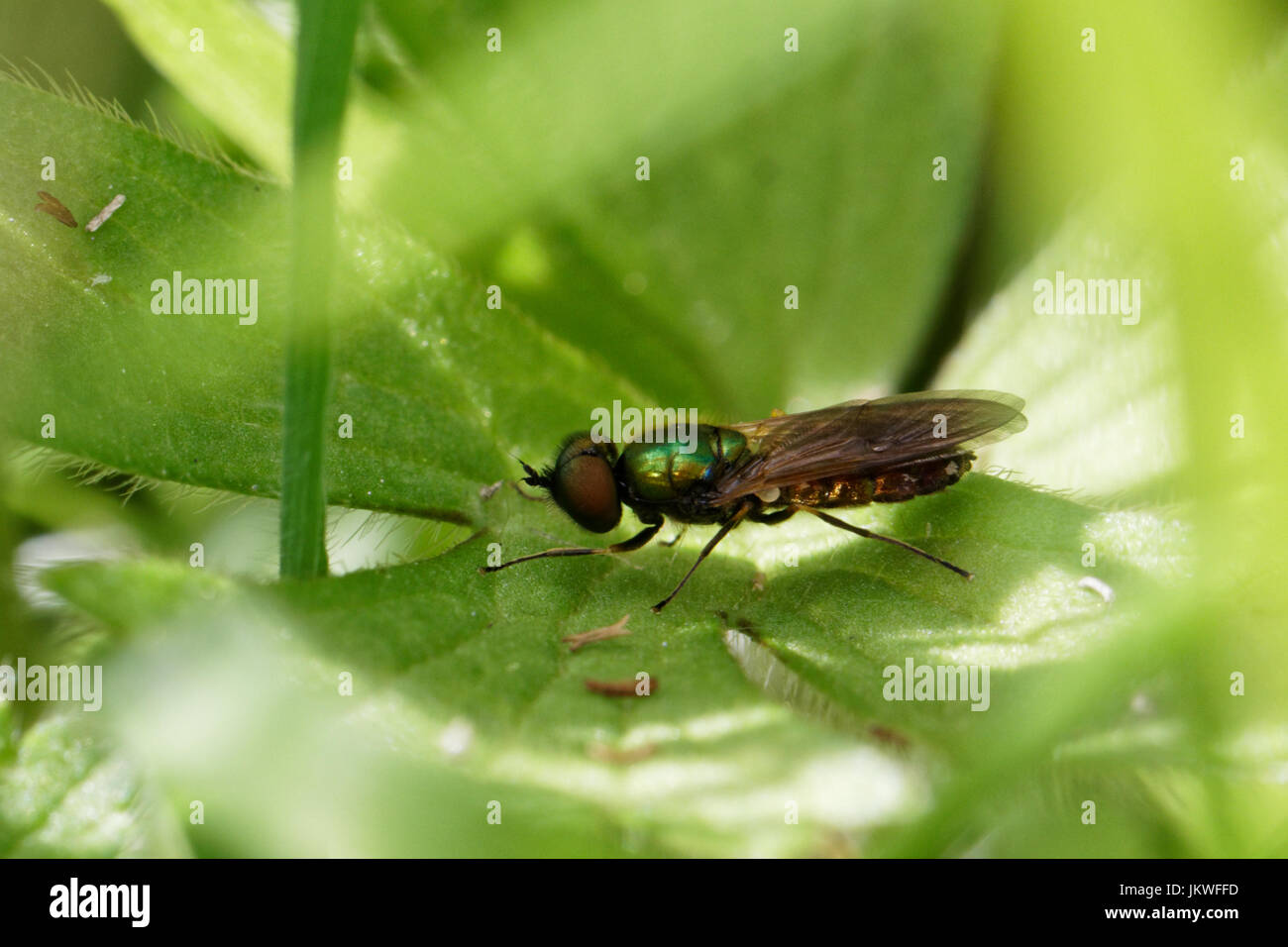 A little green fly Stock Photo - Alamy