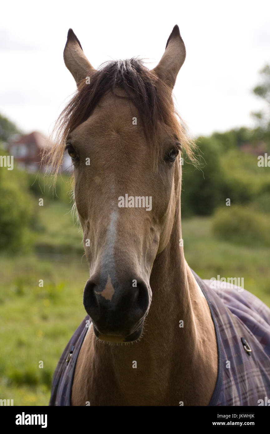 Riding on horse and donkey hi-res stock photography and images - Alamy