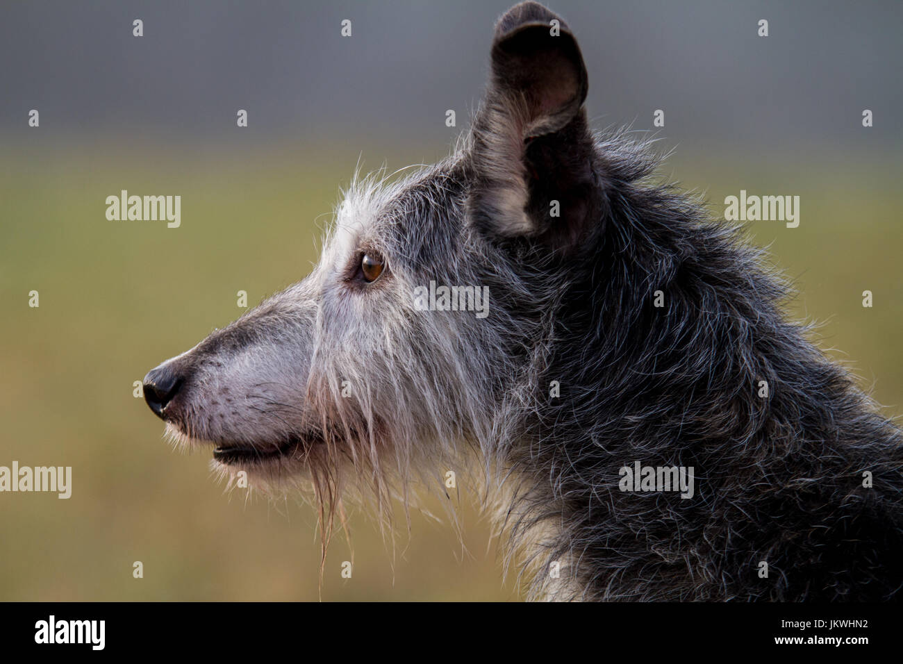 Rough Coated Lurcher Head Shot Stock Photo - Alamy
