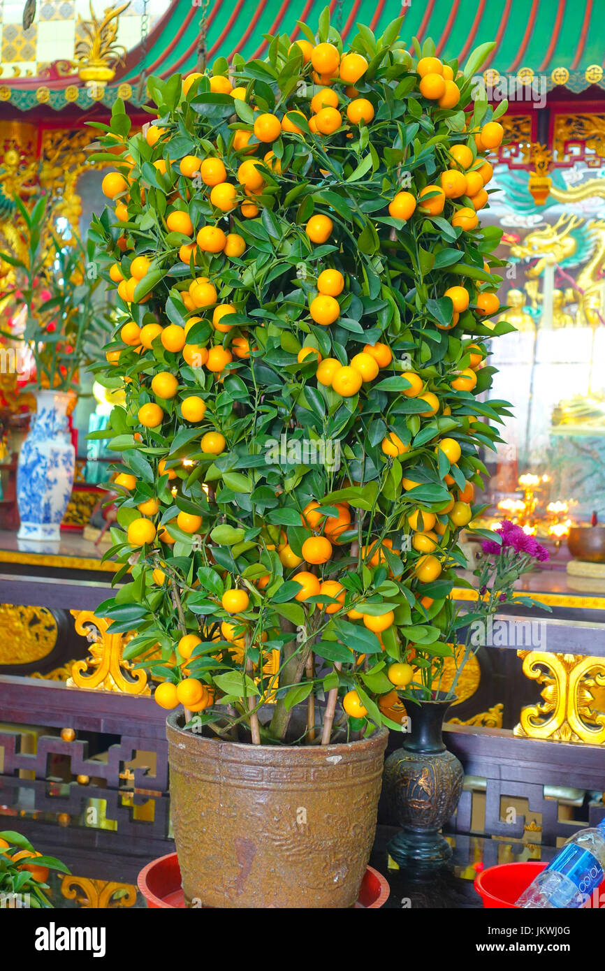 HONG KONG, CHINA - JANUARY 26, 2017: Beautifull and small tree of ...