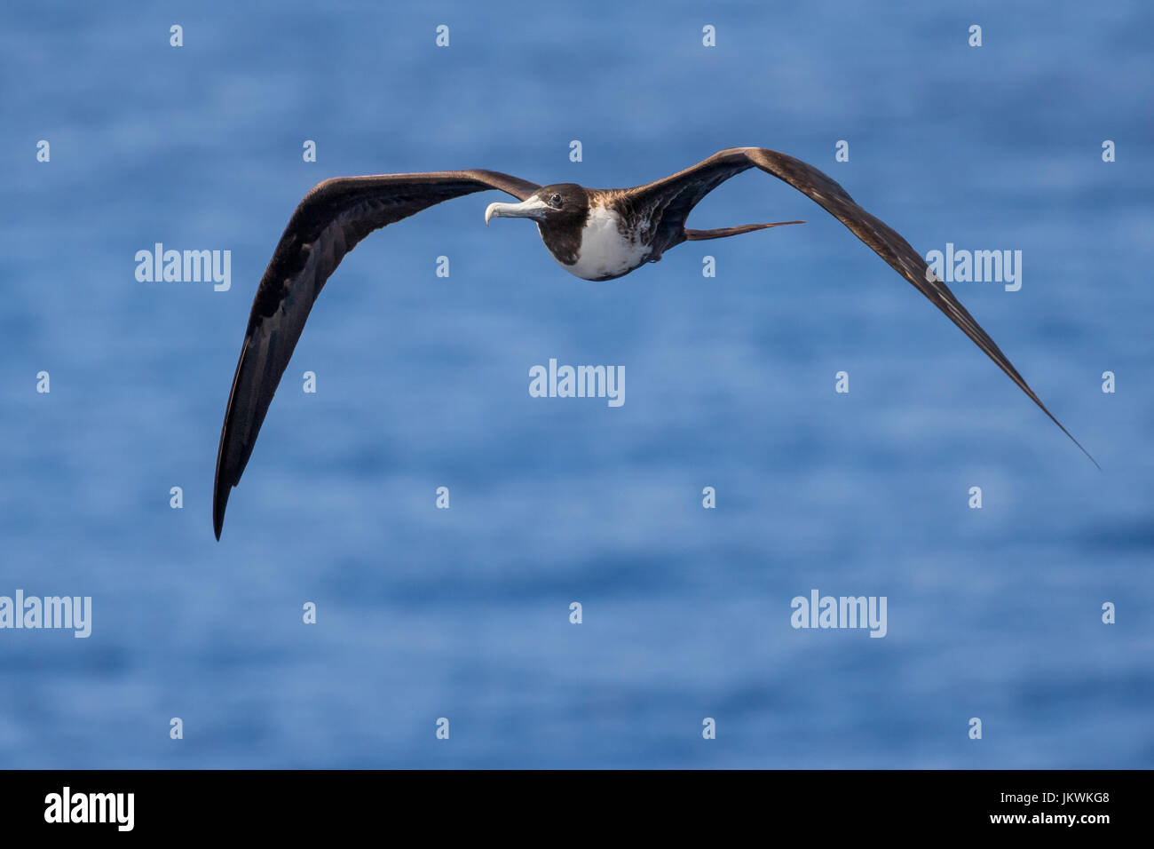 A female frigatebird soars over the Caribbean Sea between Haiti and ...