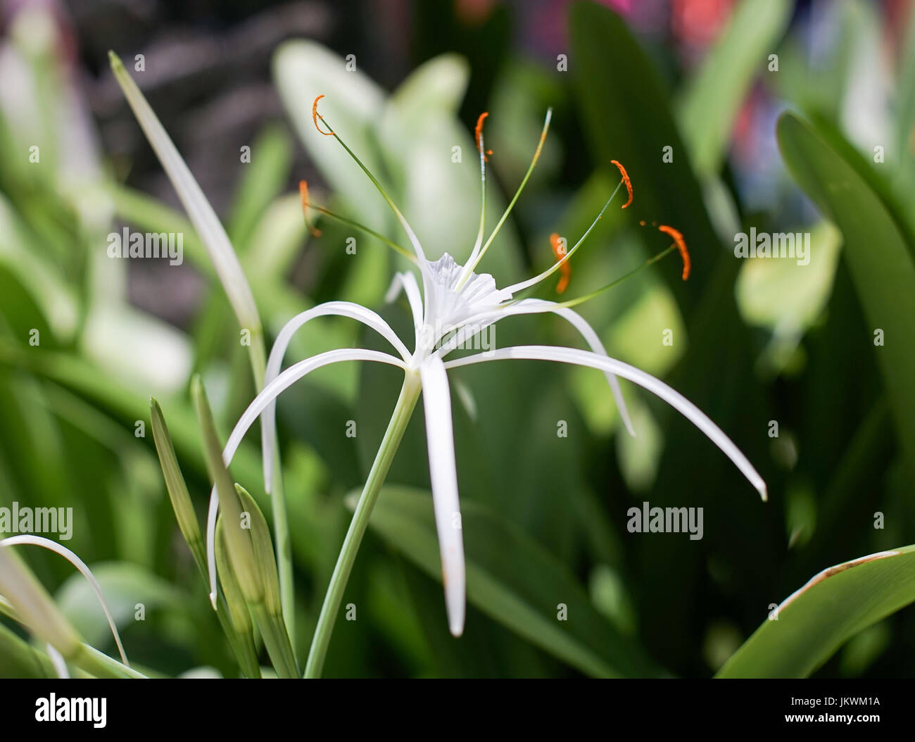 Dominican republic flower plant hi-res stock photography and images - Alamy