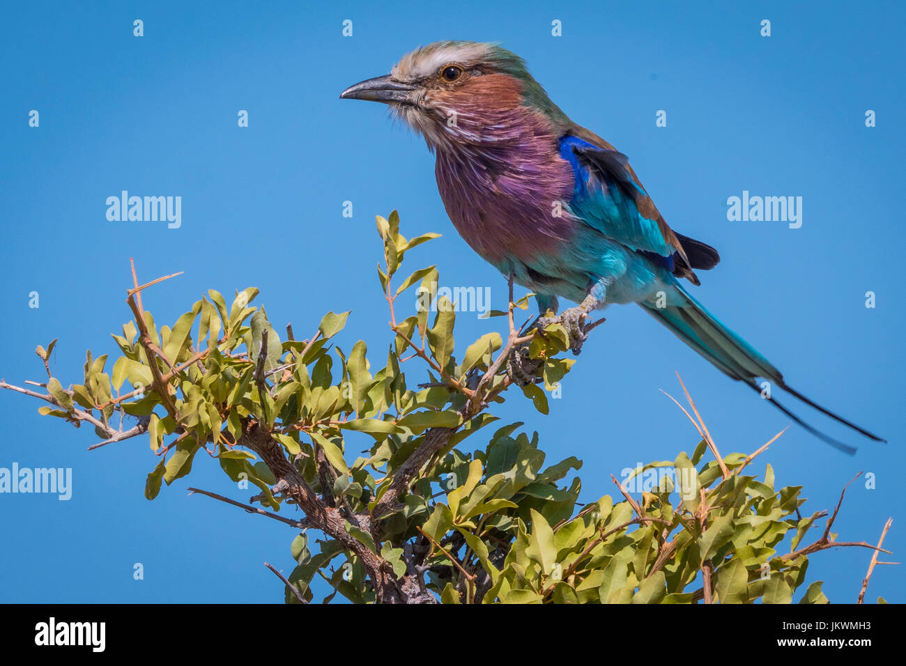 Etosha lilac breasted roller hi-res stock photography and images - Alamy