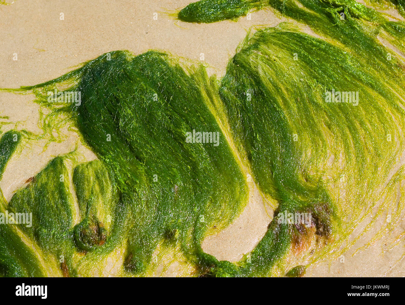 Cape weed hi-res stock photography and images - Alamy