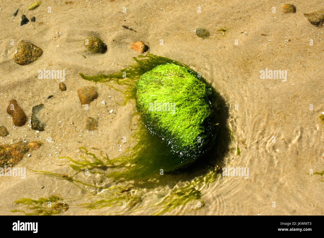 Seaweed on the rocks on a Cape Cod beach - Dennis - Massachusetts, USAB ...