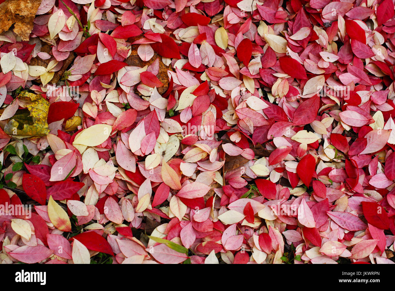 Euonymus alatus red leaf beautiful autumn shrub Stock Photo - Alamy