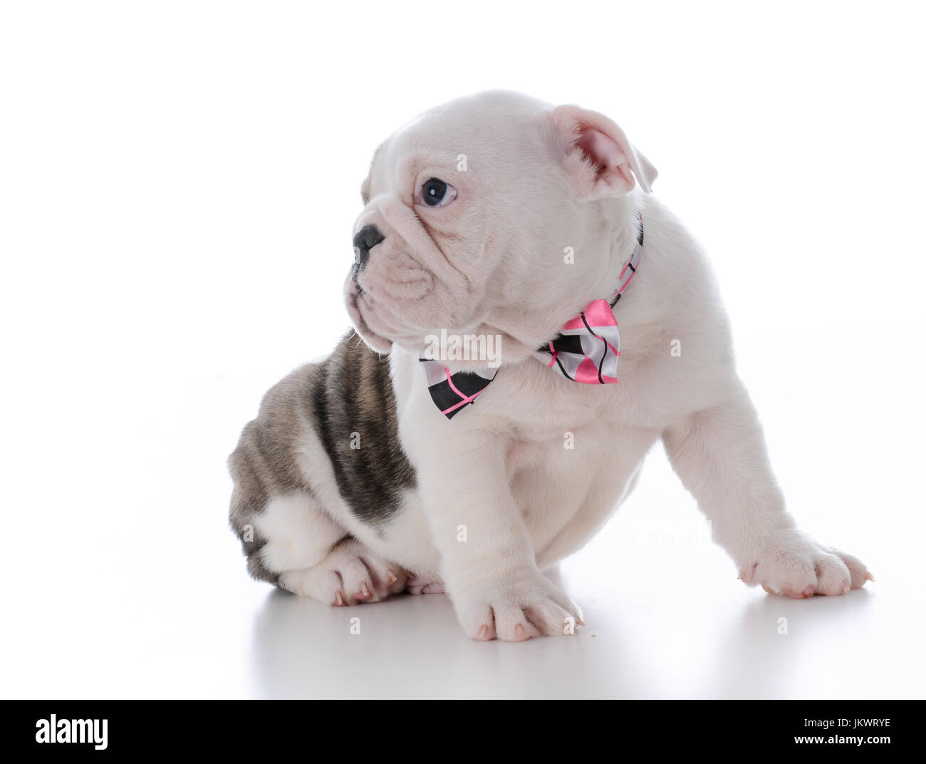 adorable male bulldog puppy on white background Stock Photo - Alamy